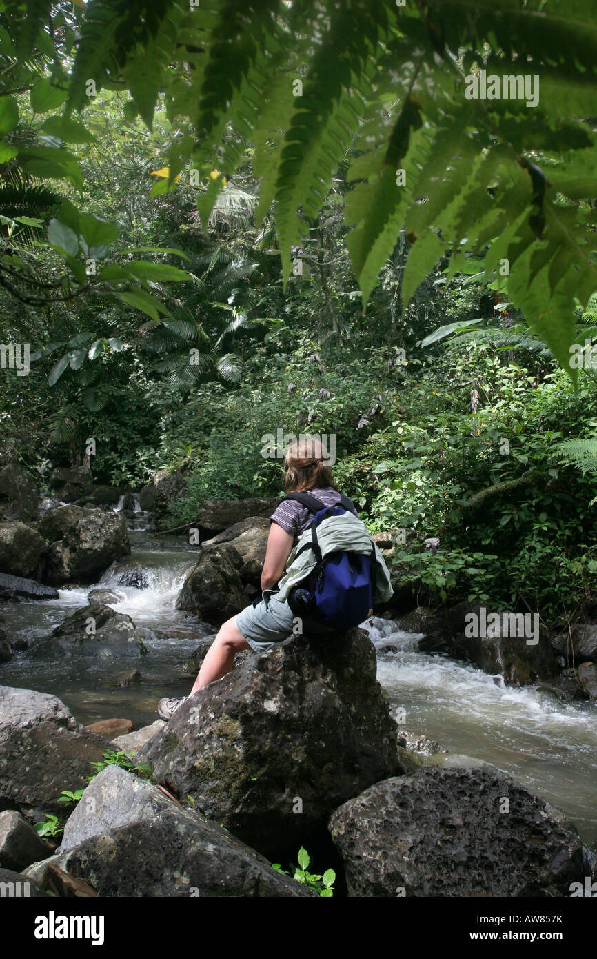 El Yunque rain forest puerto rico Stock Photo - Alamy