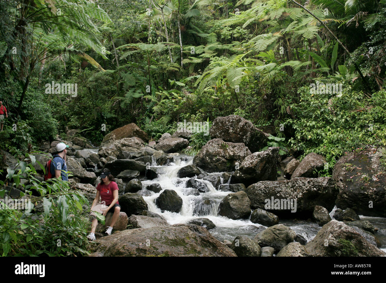 El Yunque rain forest puerto rico Stock Photo - Alamy