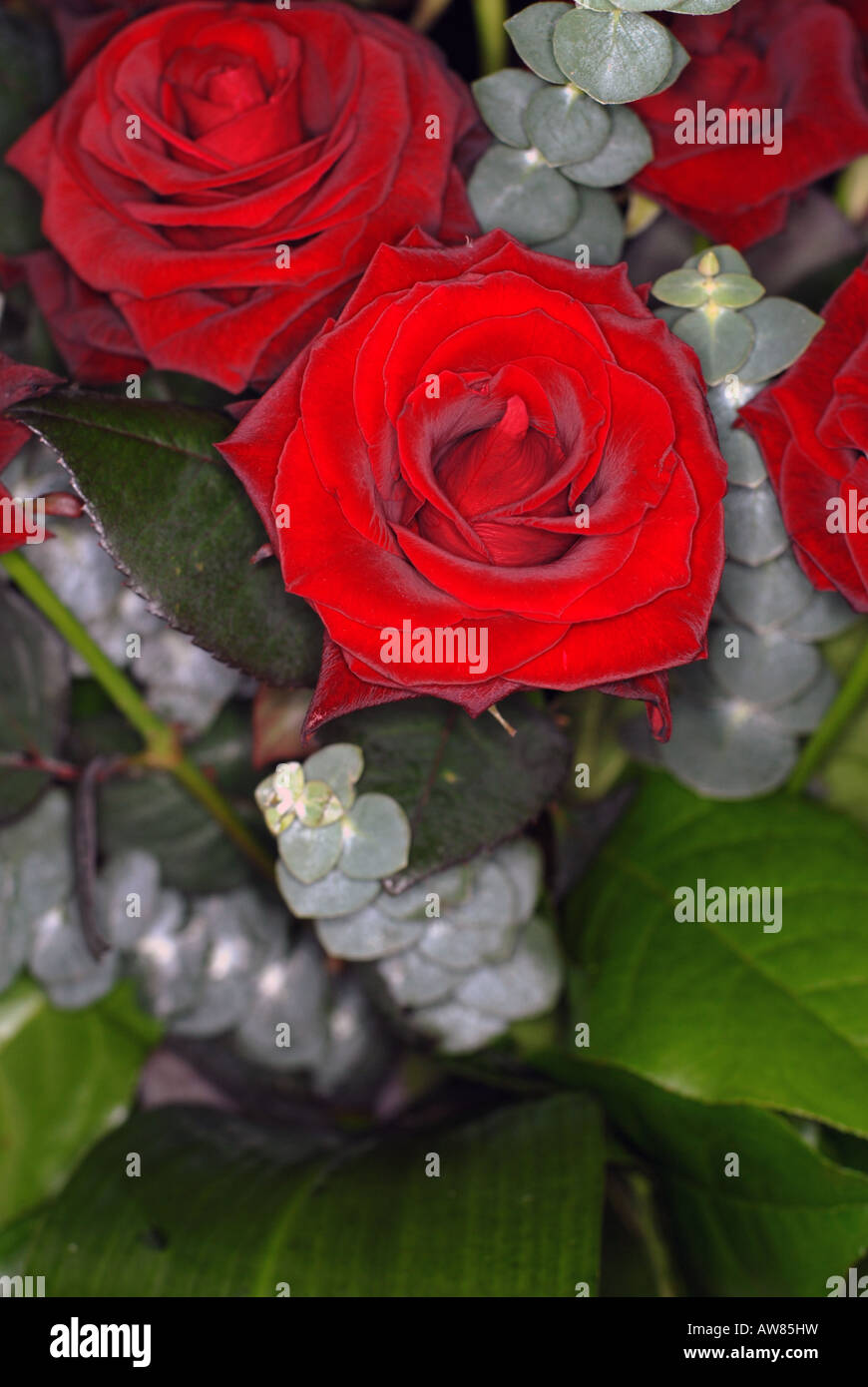 A bunch of very Red Roses - Genetically Modified (GM Stock Photo - Alamy