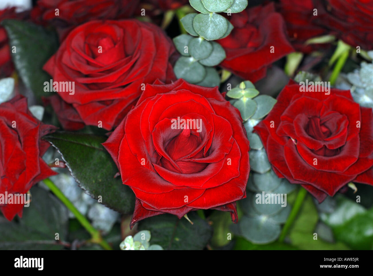 A bunch of very Red Roses - Genetically Modified (GM Stock Photo - Alamy