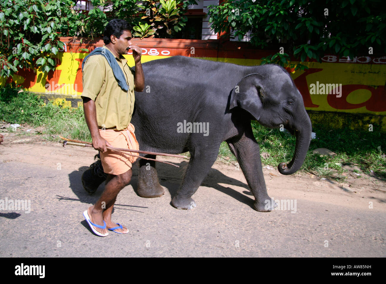 baby elephant and man walking home from bath Stock Photo - Alamy
