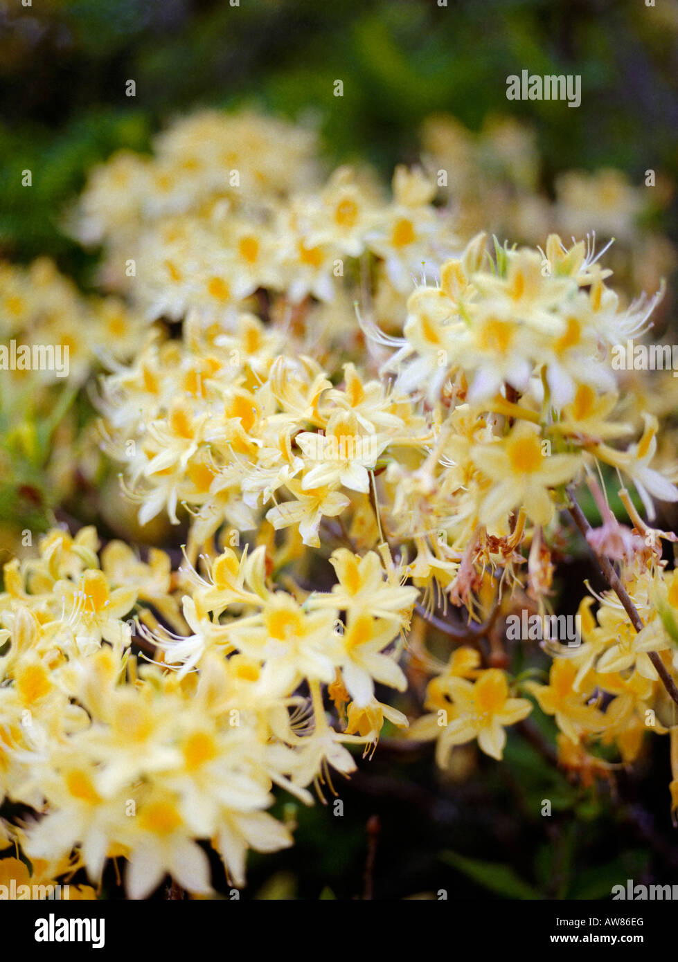 azalea lutea yellow flower Stock Photo - Alamy