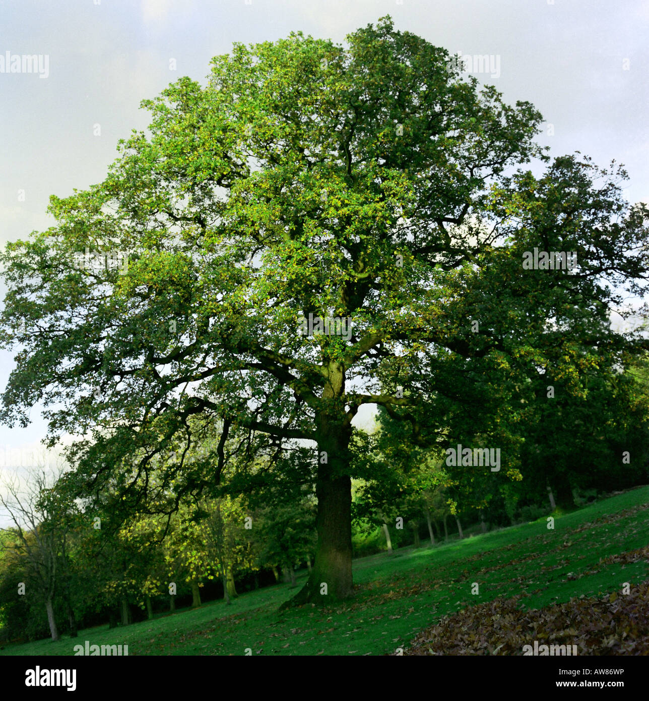 autumnal trees at sunset in a park in birmingham Stock Photo - Alamy