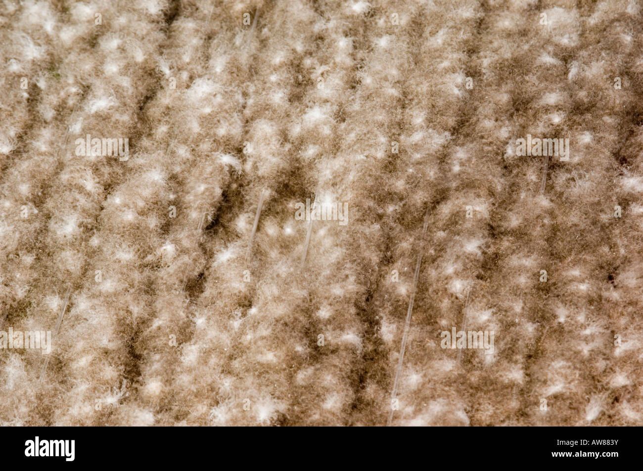 down of the female eider duck Stock Photo - Alamy