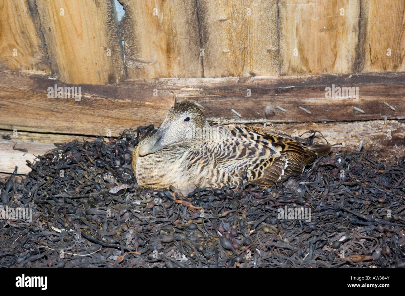 female eider duck in the nest Stock Photo - Alamy