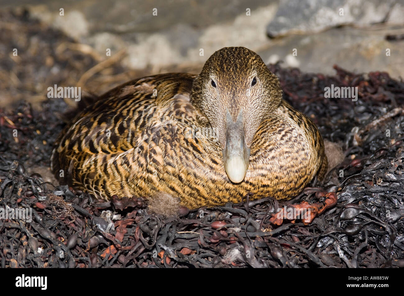 female eider duck in the nest Stock Photo - Alamy