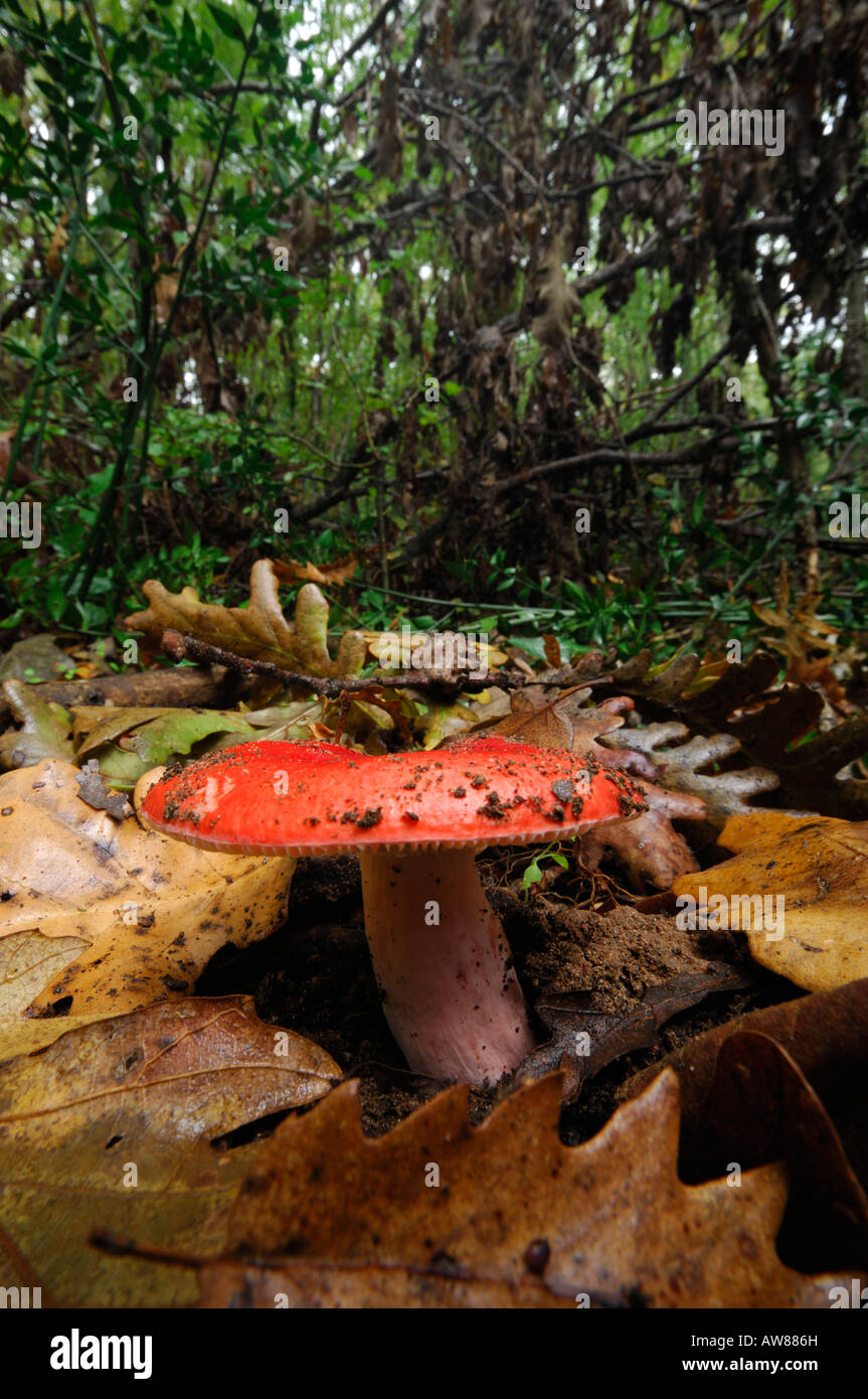 fungus with red cap Stock Photo - Alamy