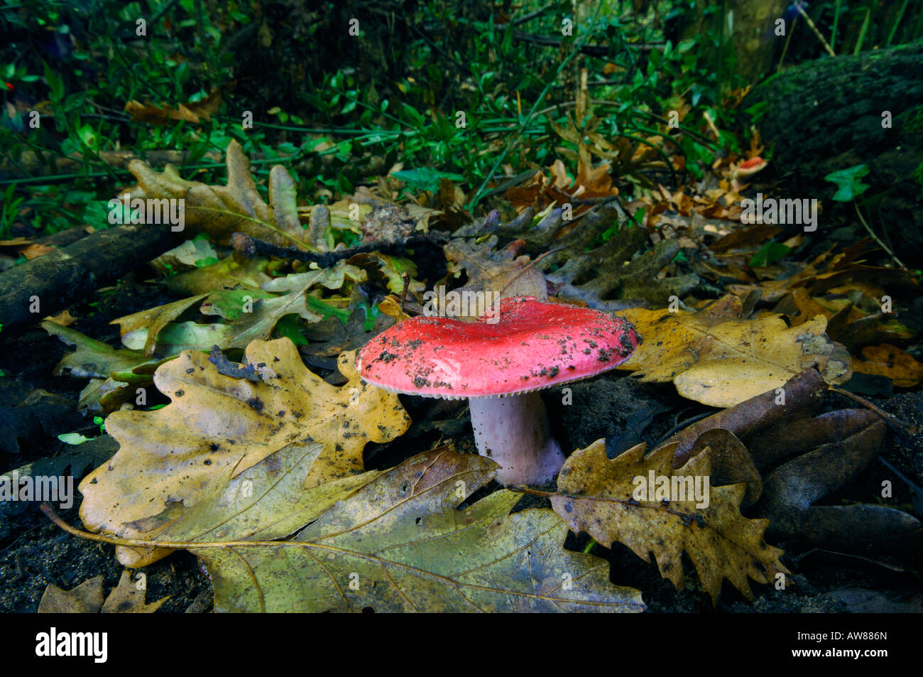 fungus with red cap Stock Photo - Alamy