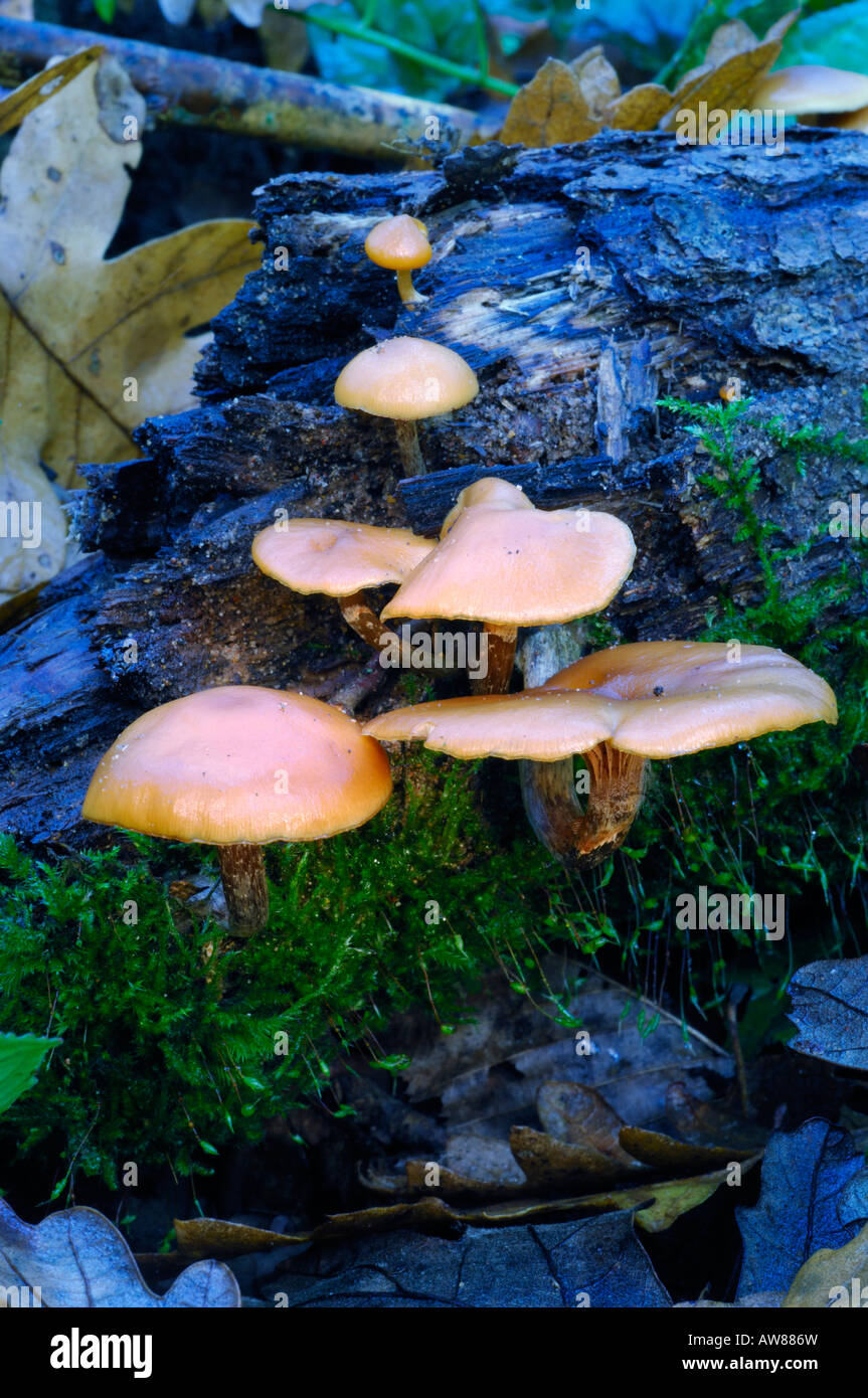 Fungus trunk hi-res stock photography and images - Alamy