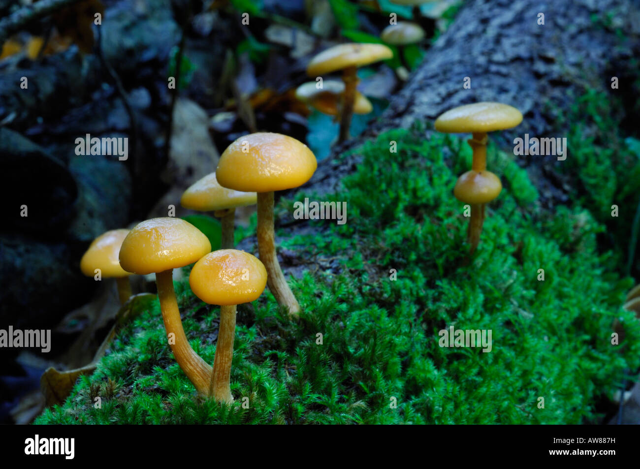 Fungus caps hi-res stock photography and images - Alamy