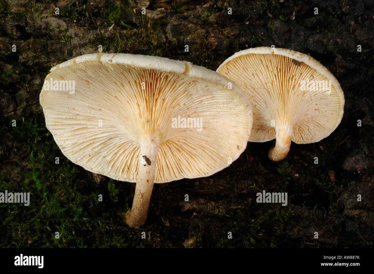 Lamellae fungi hi-res stock photography and images - Alamy