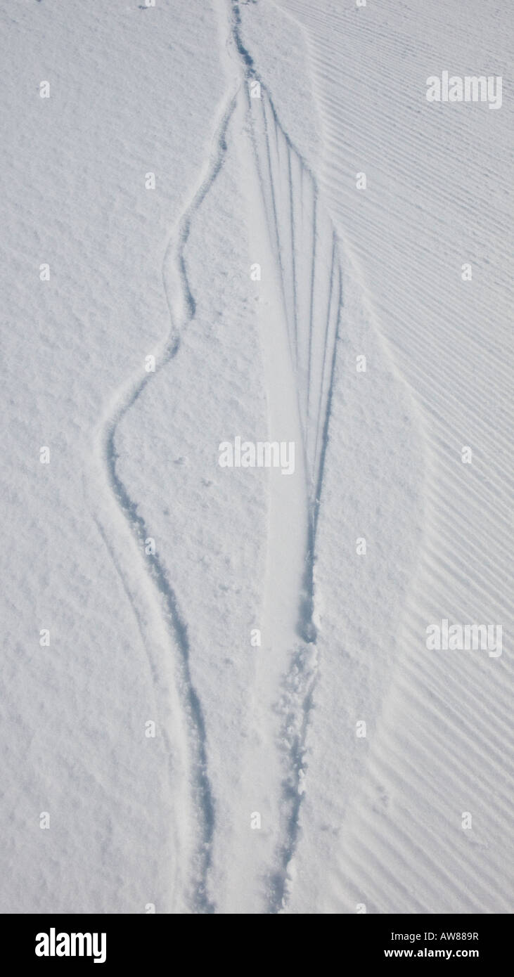 soft snow carpet and ski traces Stock Photo - Alamy