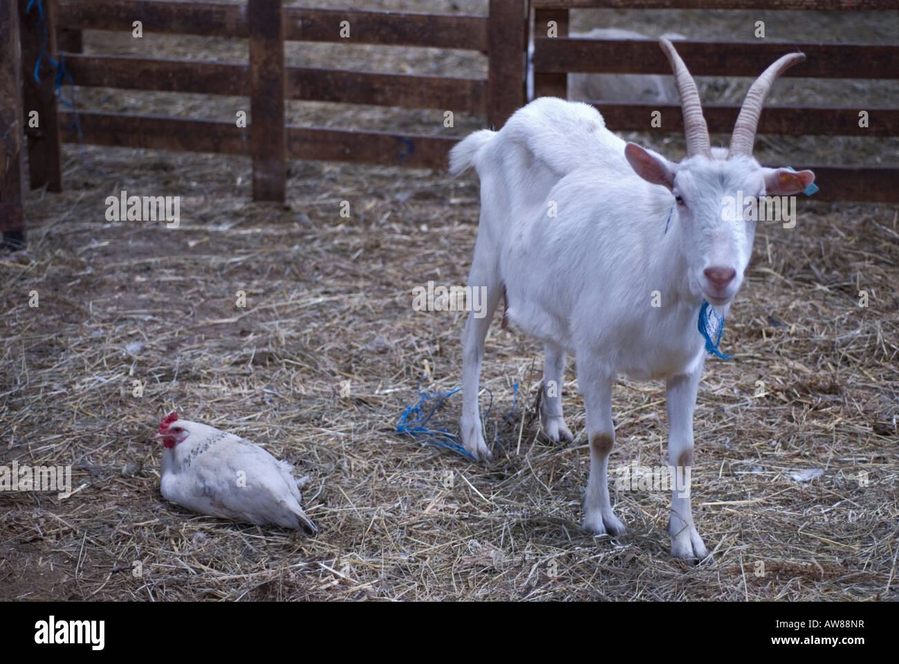 Image of a white Saanen goat The goat is inside a barn standing next to ...