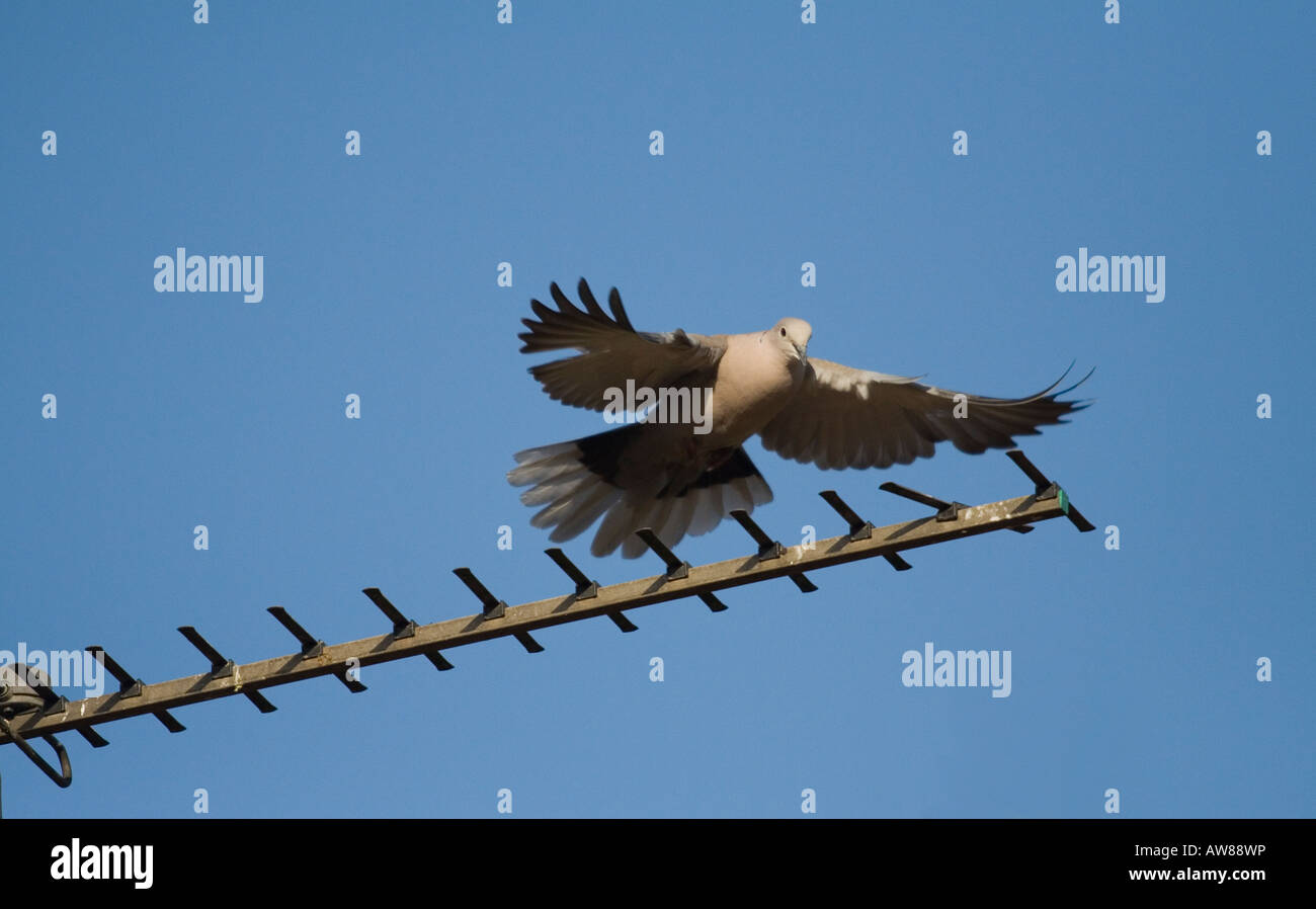 Flying collared dove hi-res stock photography and images - Alamy