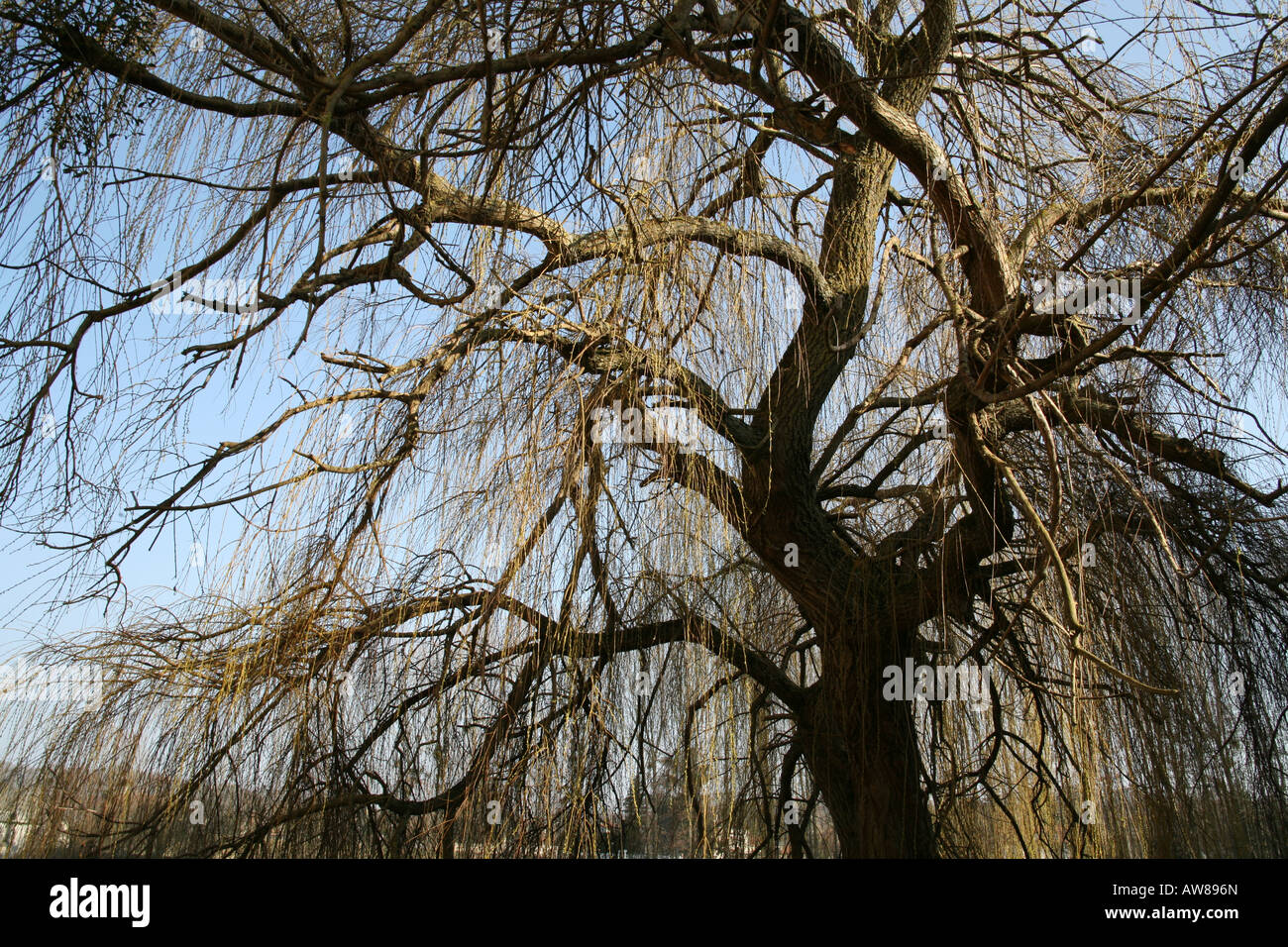 Savin trees hi-res stock photography and images - Alamy