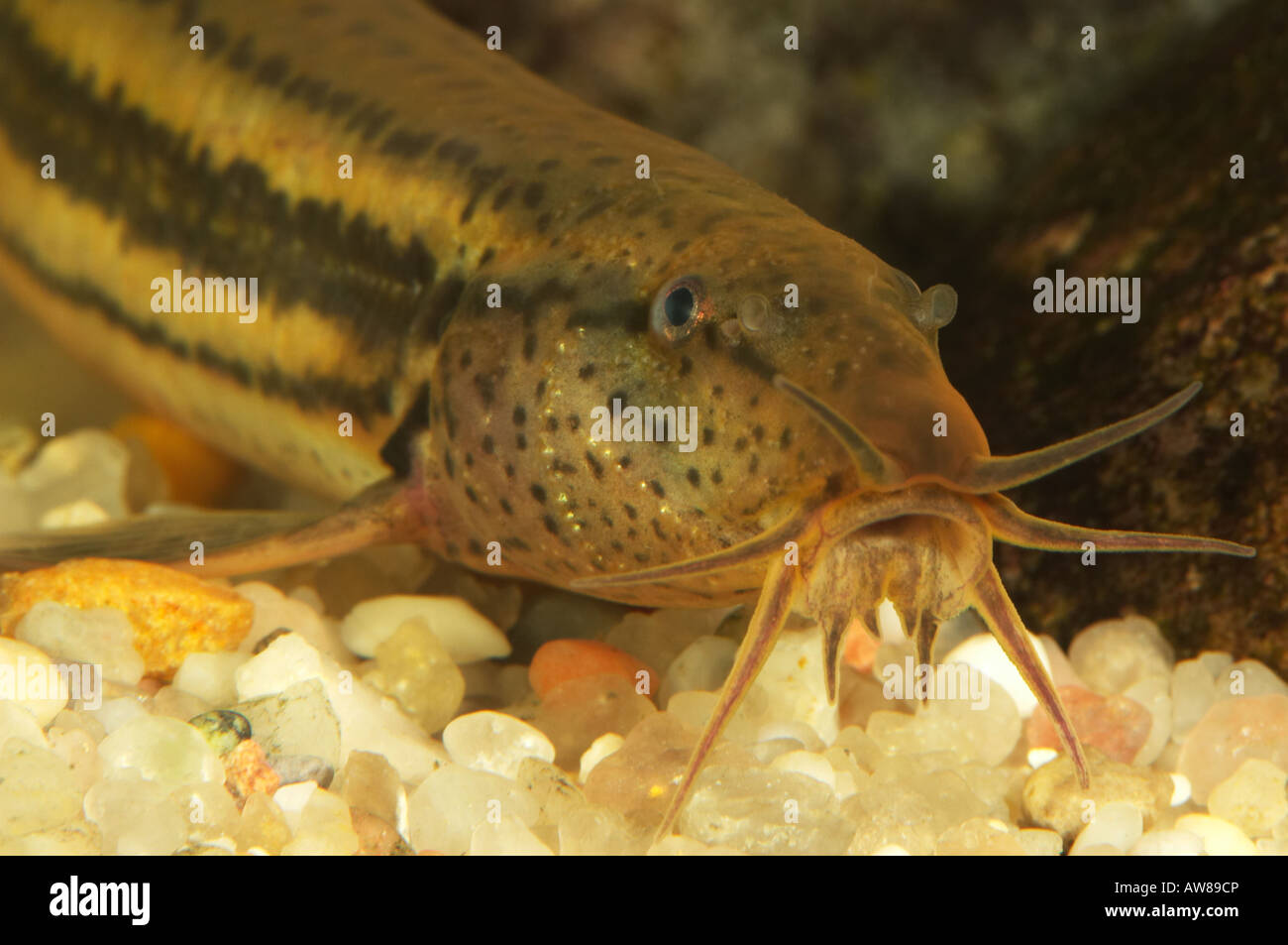 Misgurnus fossilis misgurnus fossilis hi-res stock photography and ...