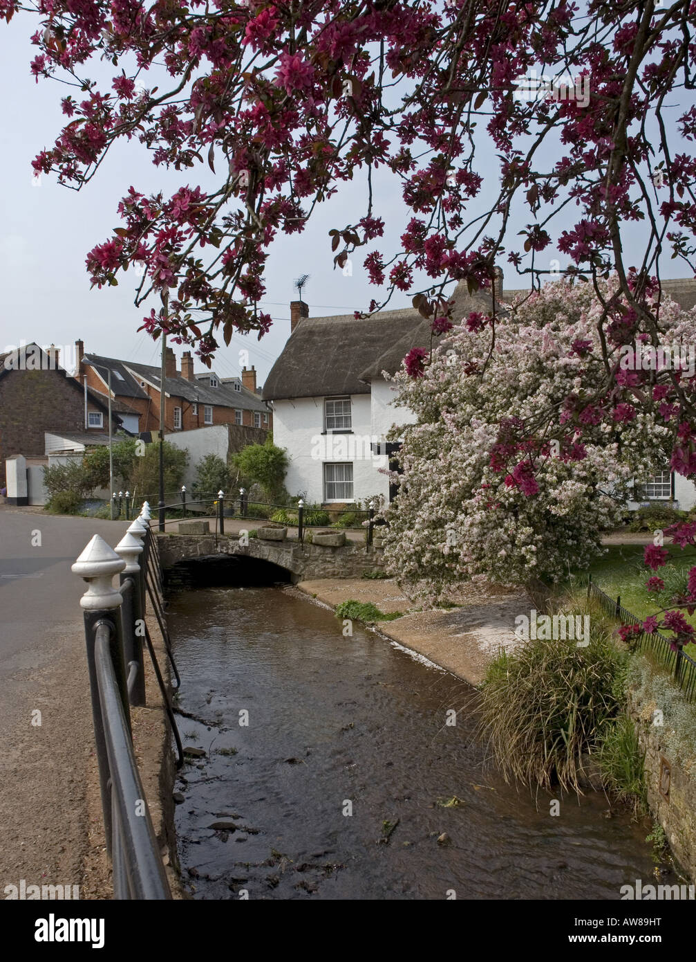 Springtime village scene, Thorverton, Devon Stock Photo - Alamy