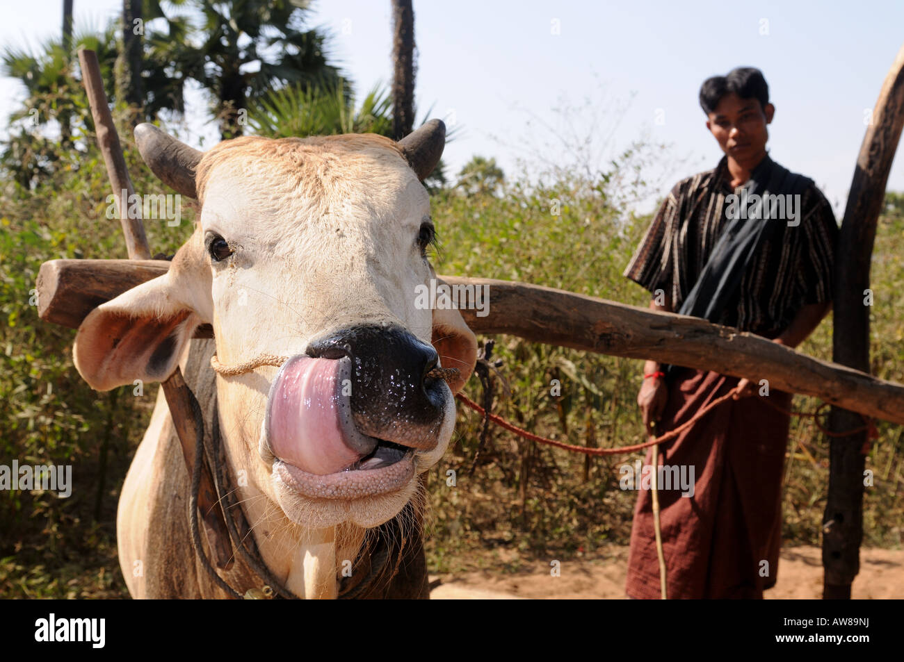 Ox cart pulling a millstone to produce grain Bagan Myanmar Asia Stock ...