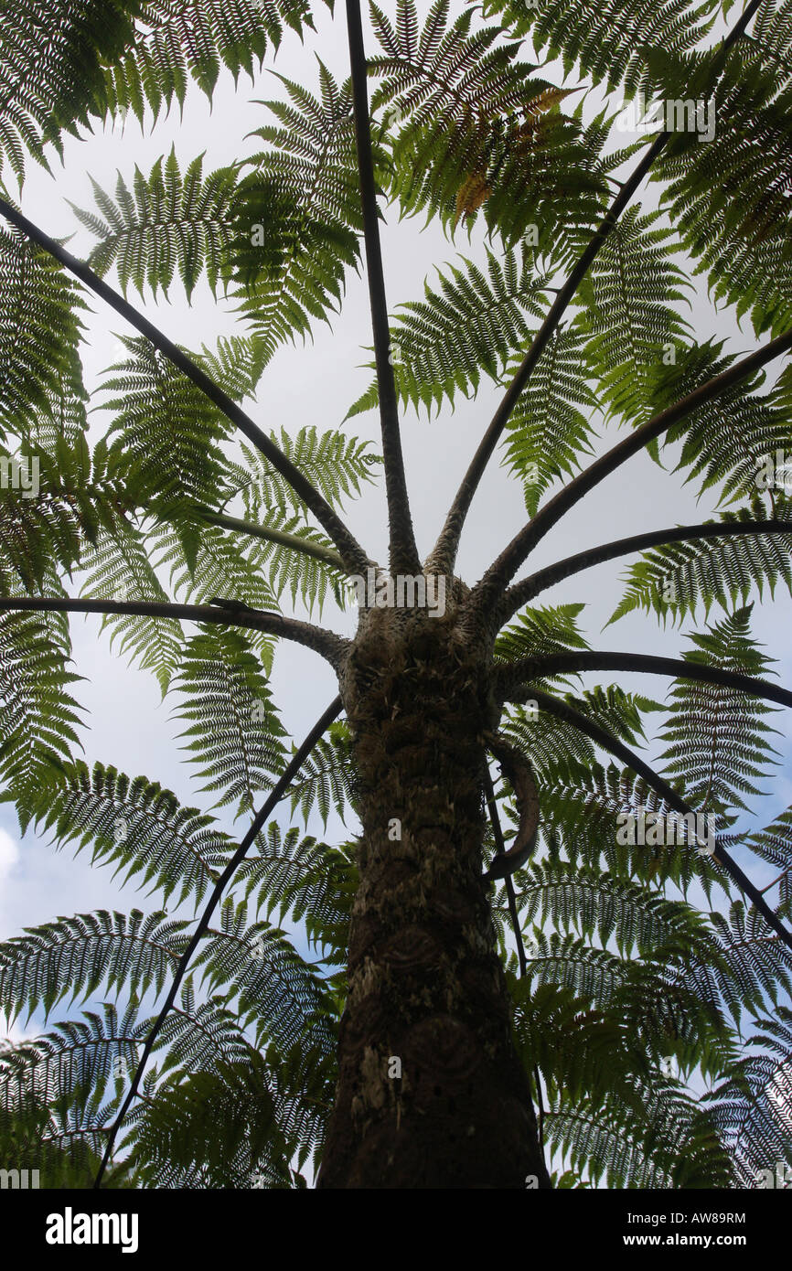 El Yunque rain forest puerto rico tree fern plant rainforest Caribbean ...
