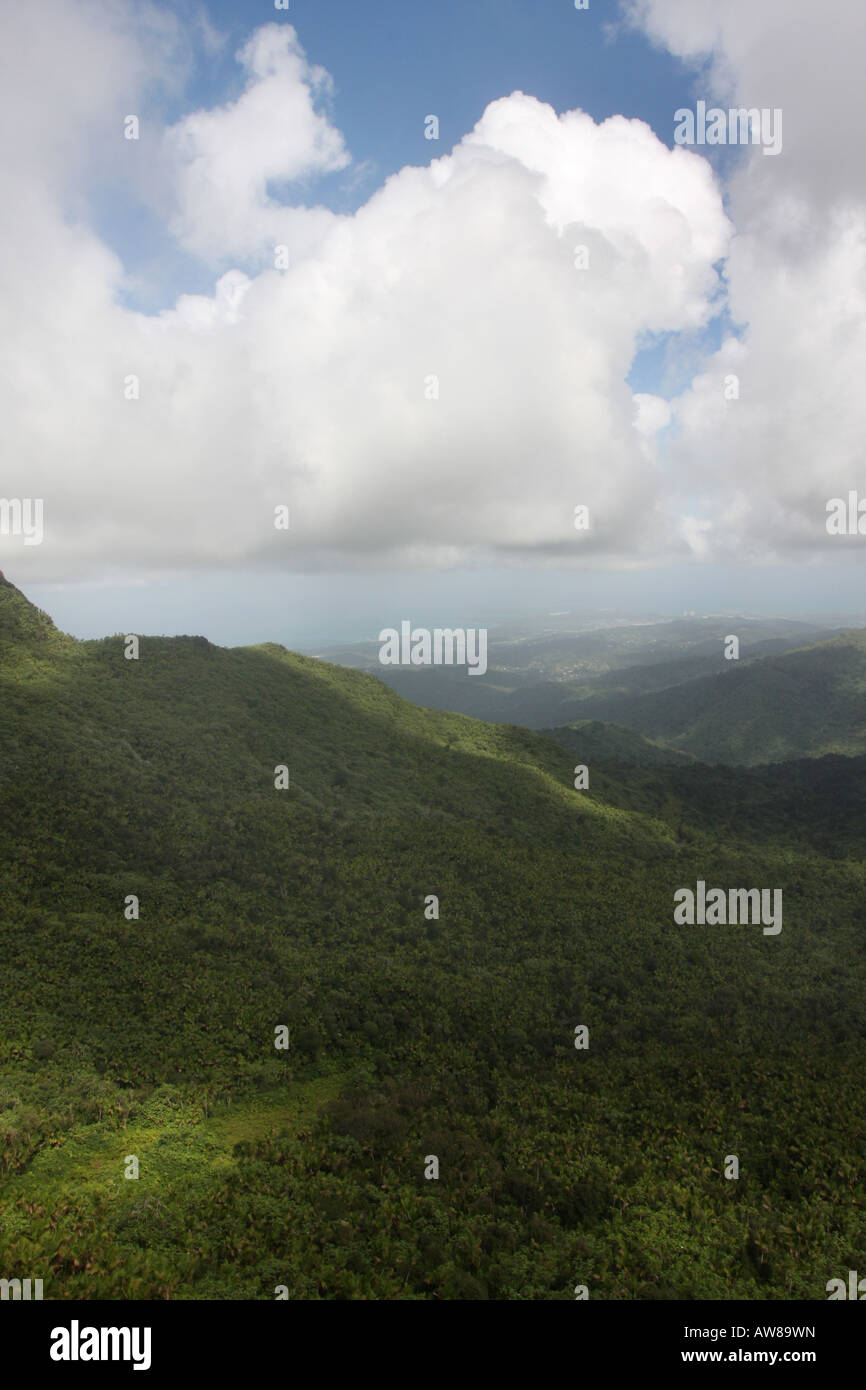 El Yunque rain forest palm puerto rico Stock Photo - Alamy