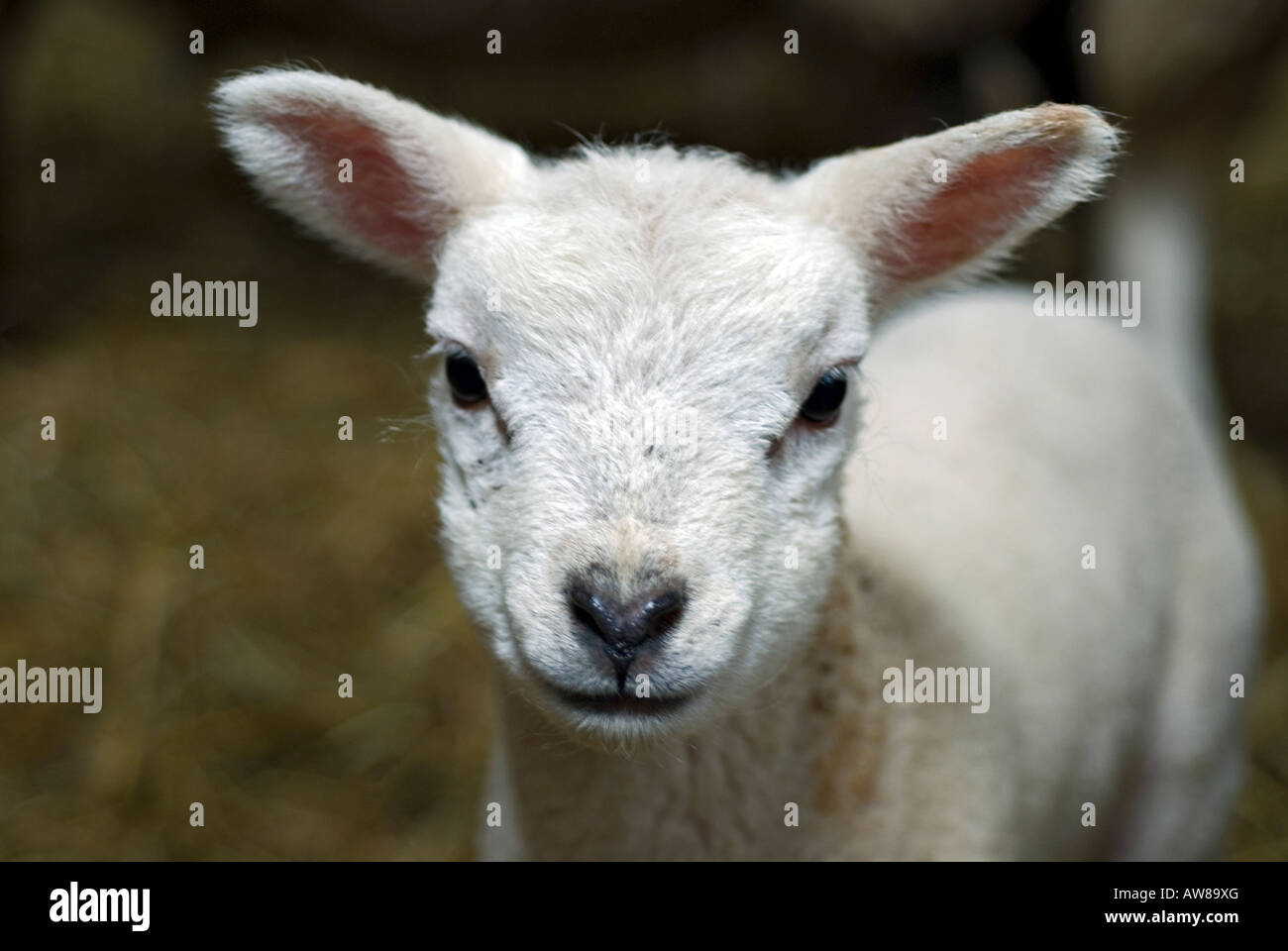 Image of a three week old lamb The lamb is inside a barn and the photo ...