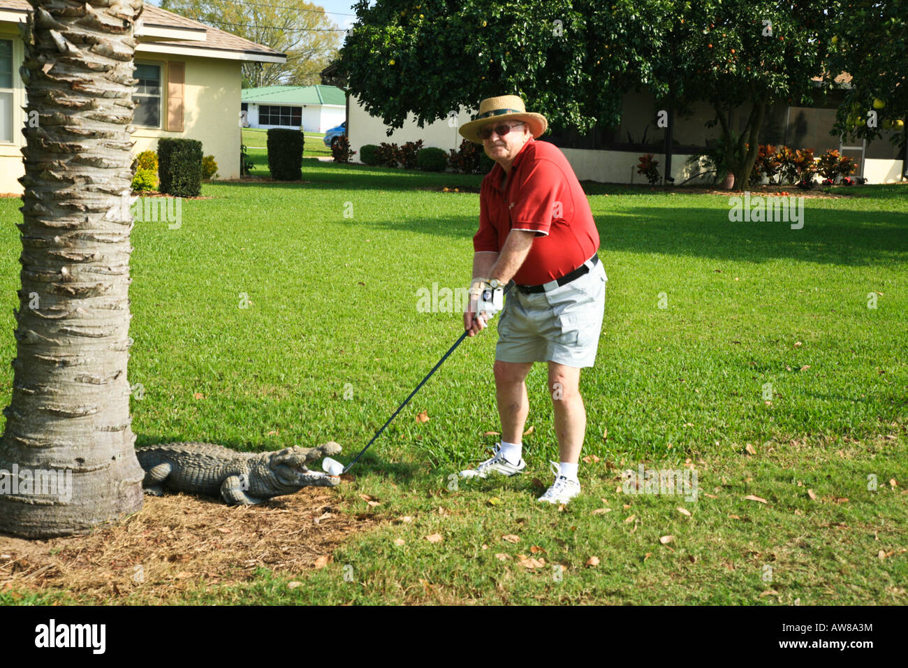Golfer plays his ball near an Alligator at a golf course in Florida ...