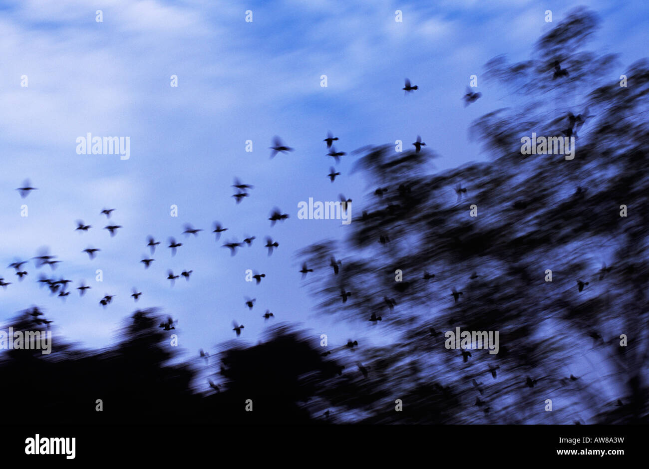 Frightened birds hi-res stock photography and images - Alamy