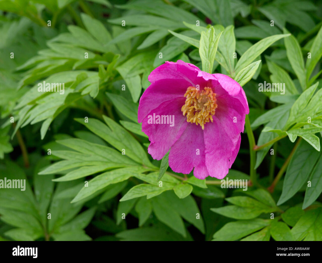 Veitch's peony (Paeonia veitchii Stock Photo - Alamy