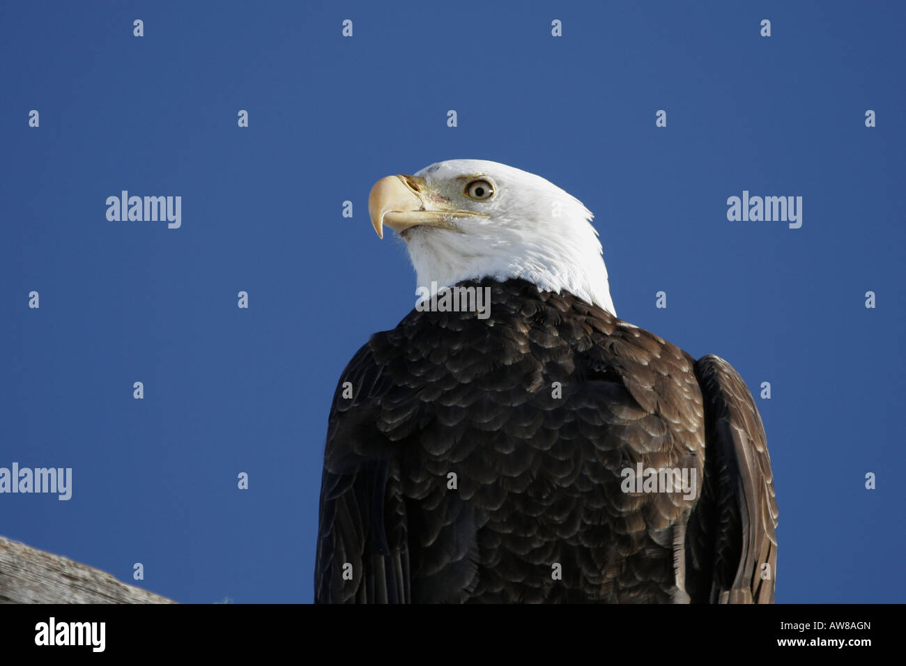 Bald eagle underneath hi-res stock photography and images - Alamy