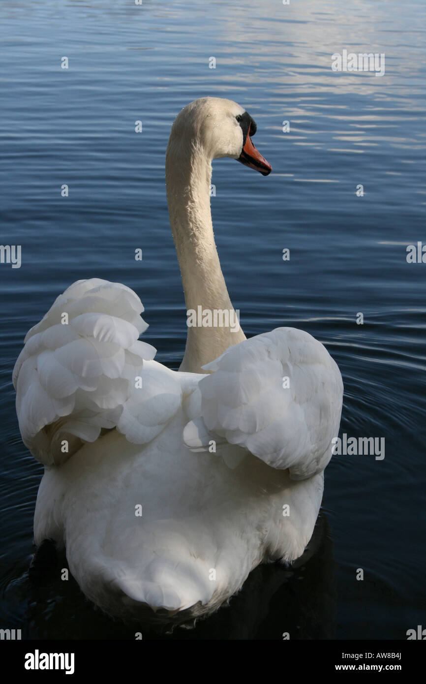 Swan from behind Stock Photo - Alamy
