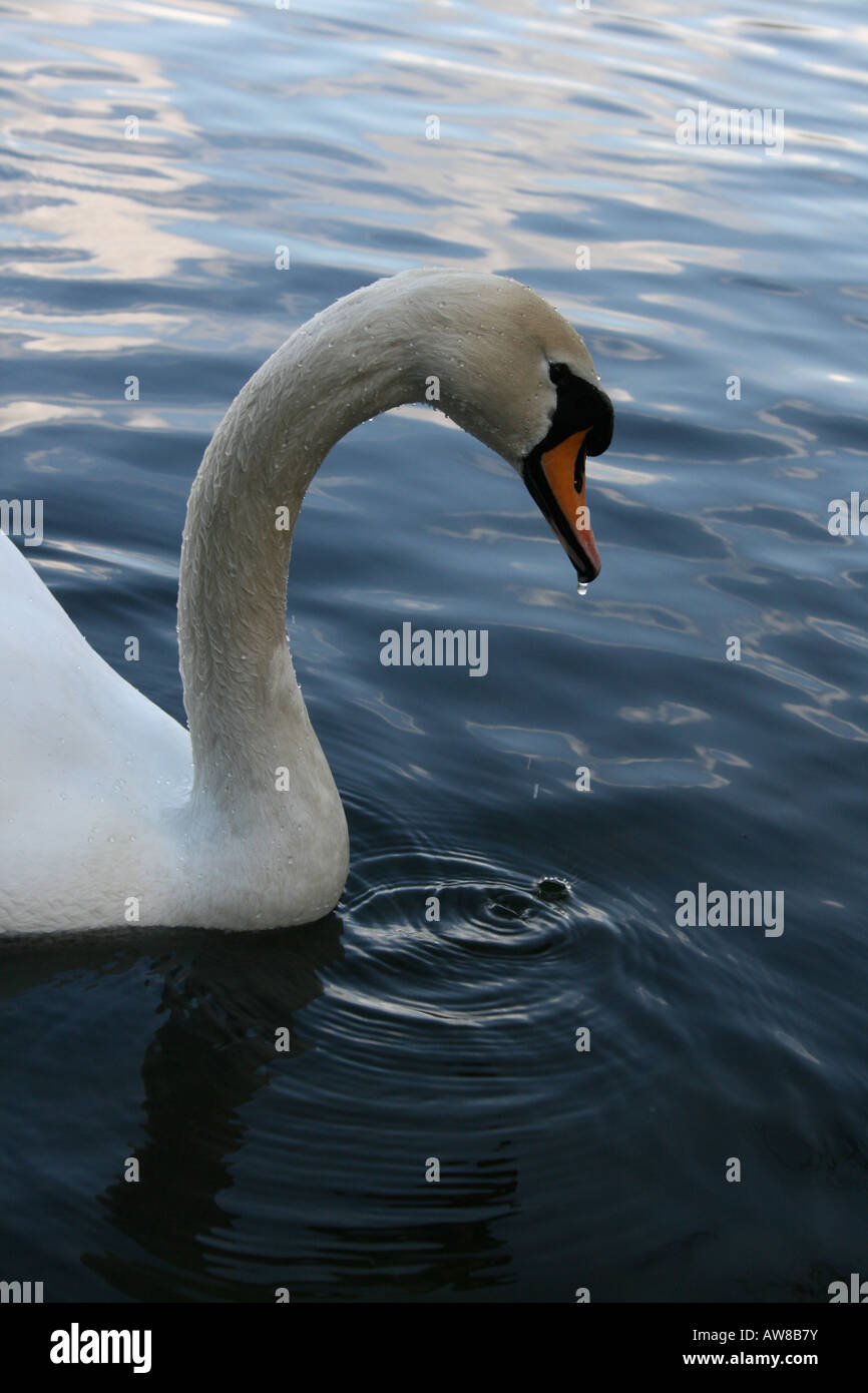 Swans head hi-res stock photography and images - Alamy