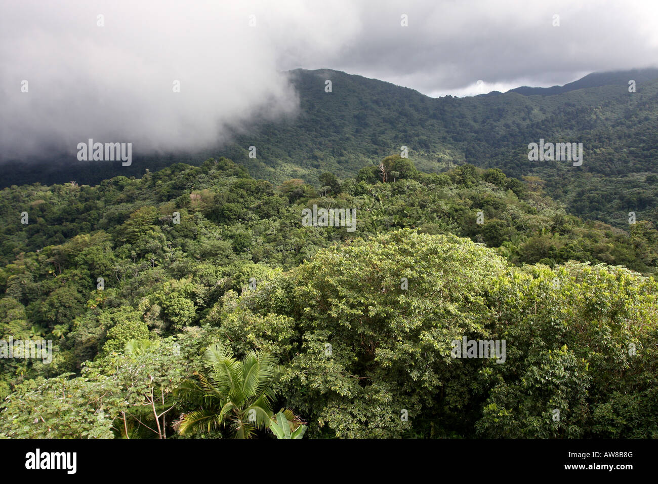 El Yunque rain forest puerto rico Stock Photo - Alamy