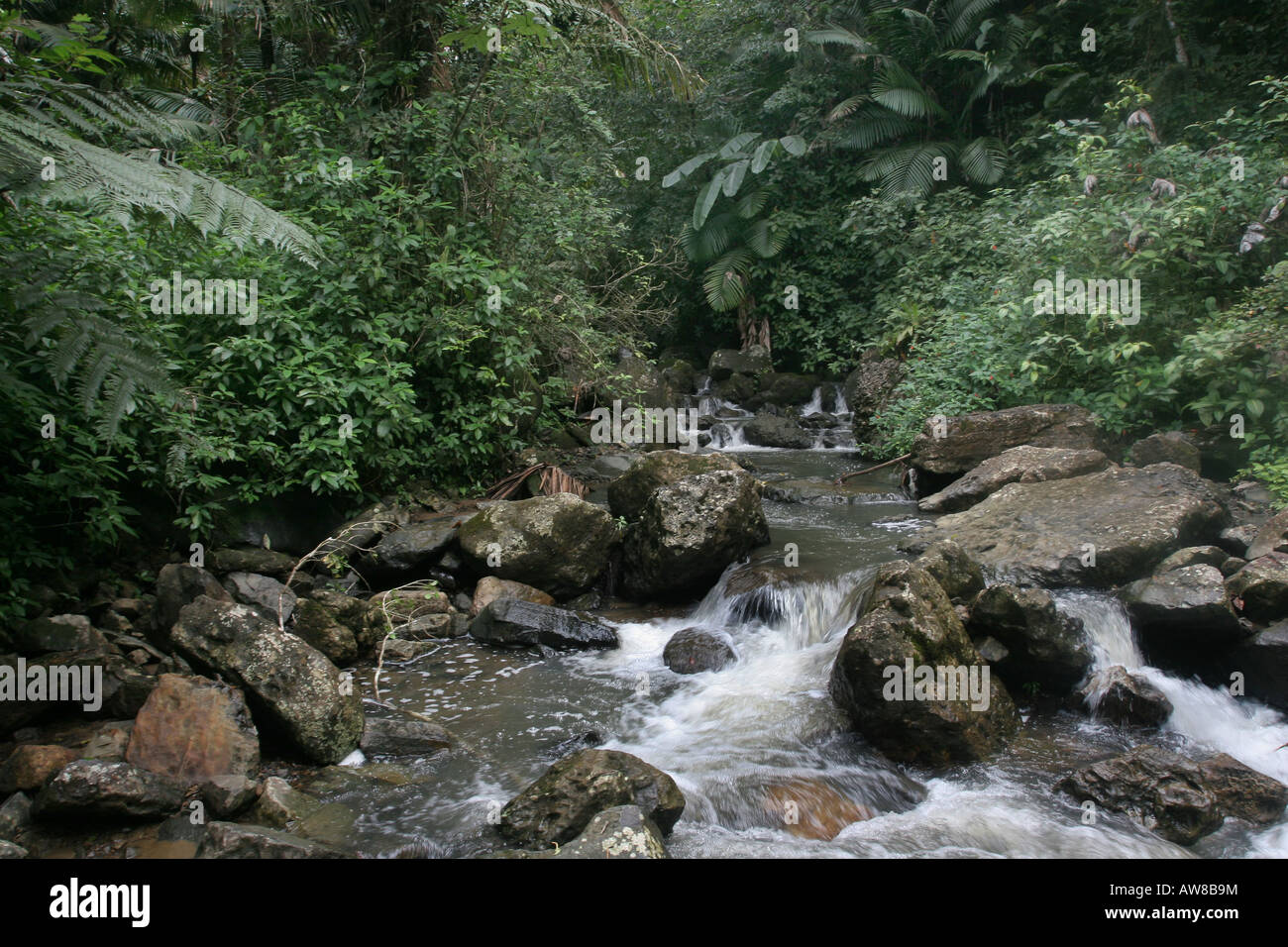El Yunque rain forest puerto rico Stock Photo - Alamy