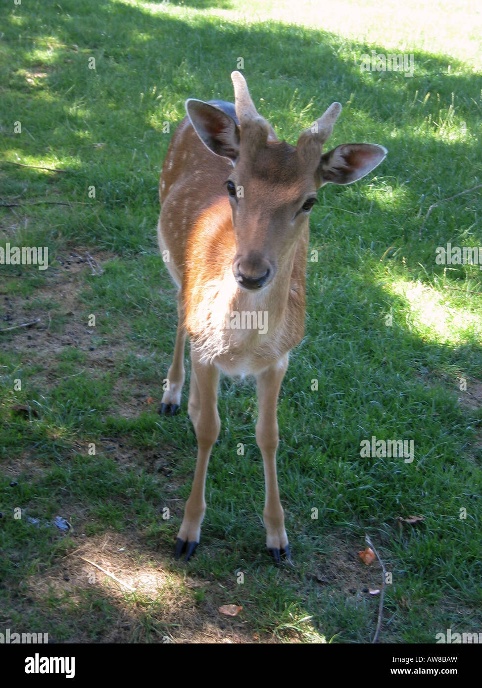 Young deer antelope bambi goat farm farming Stock Photo - Alamy