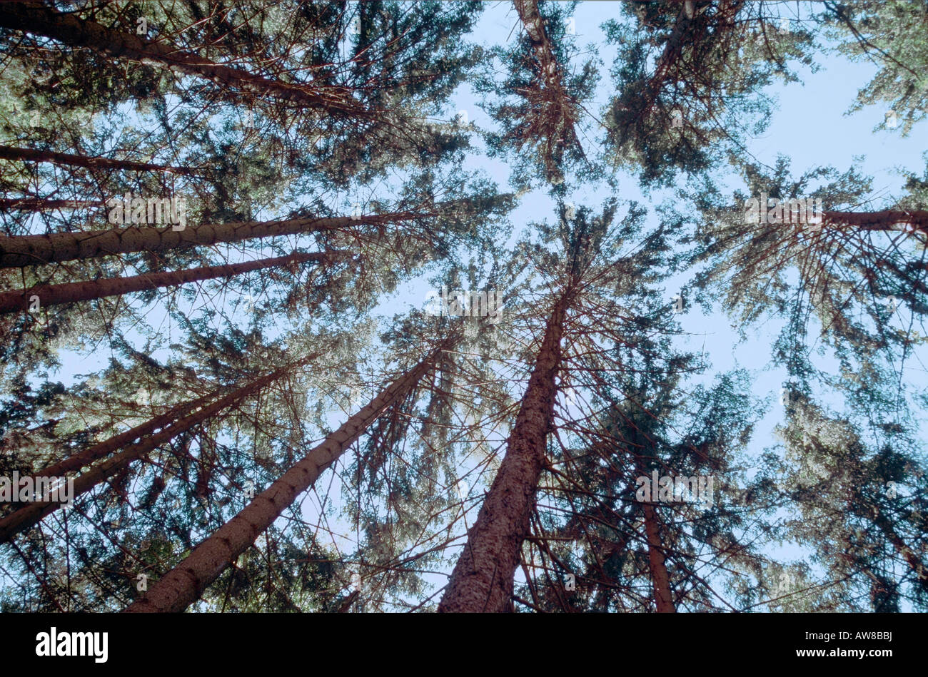 Tall Spruce Trees Stock Photo - Alamy