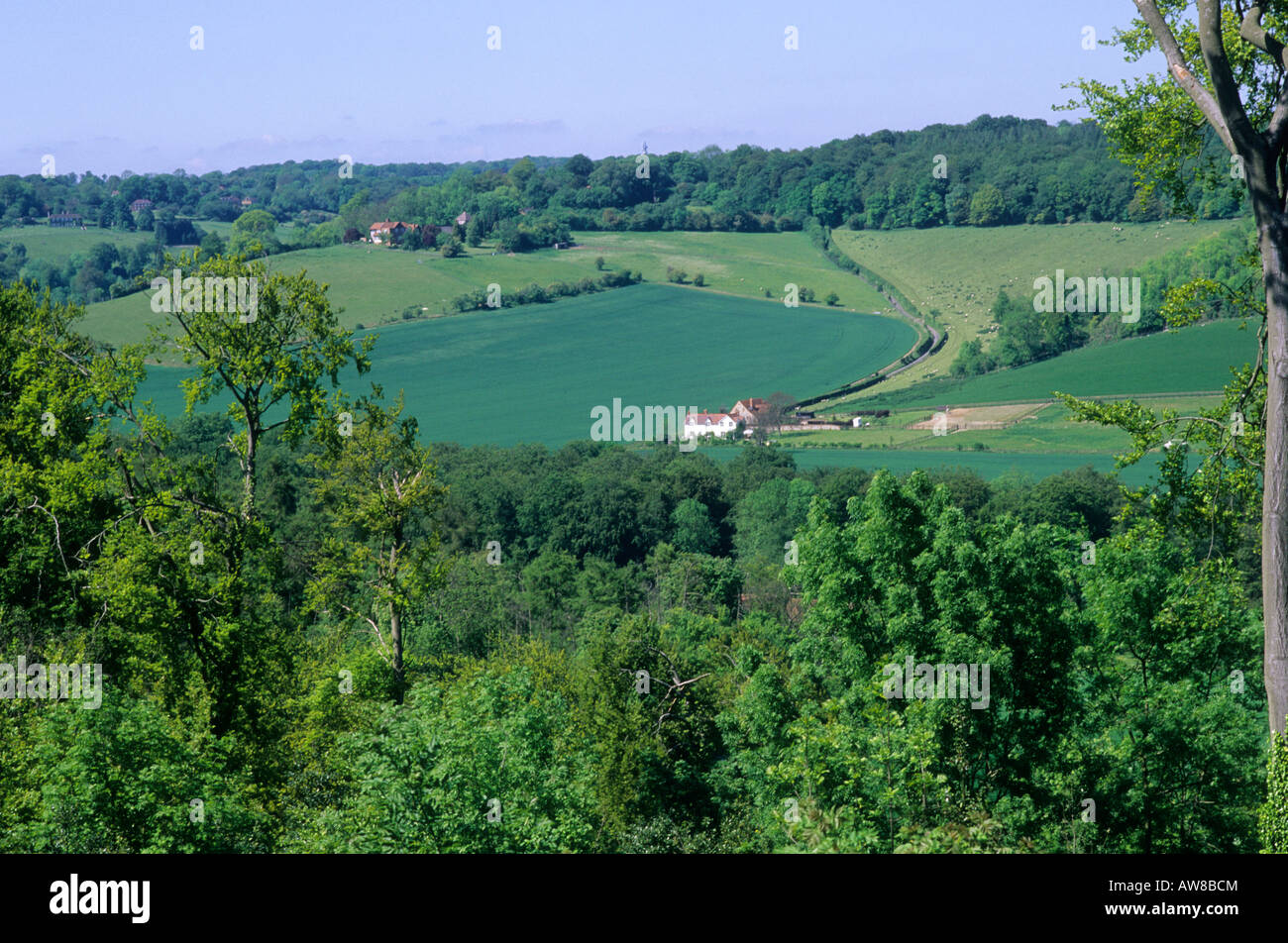 Green rolling English landscape fields trees farmland pasture arable ...