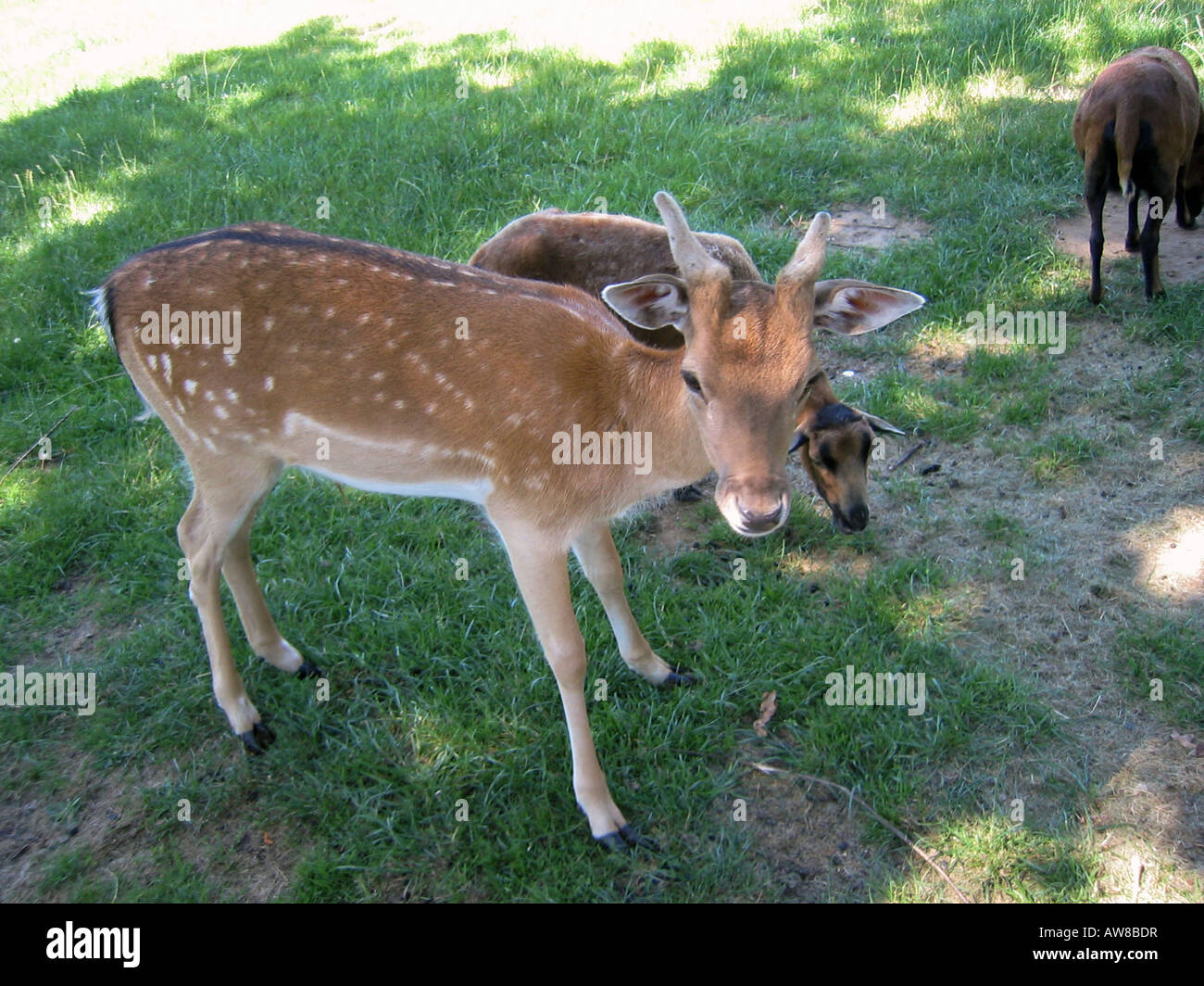 Young deer antelope bambi goat farm farming Stock Photo - Alamy