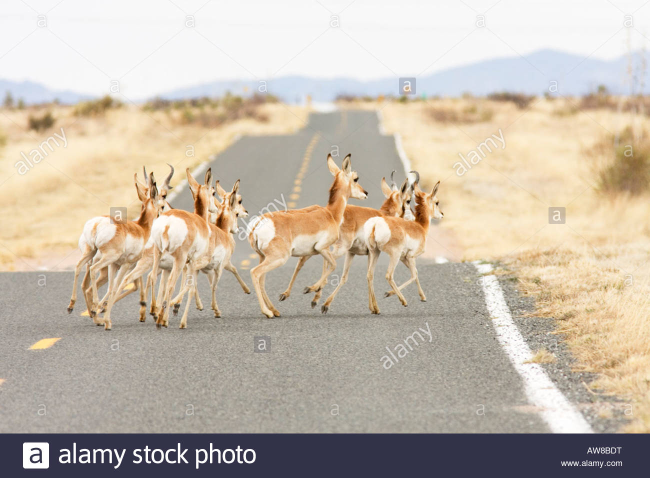 Pronghorn Antelope Road High Resolution Stock Photography and Images ...