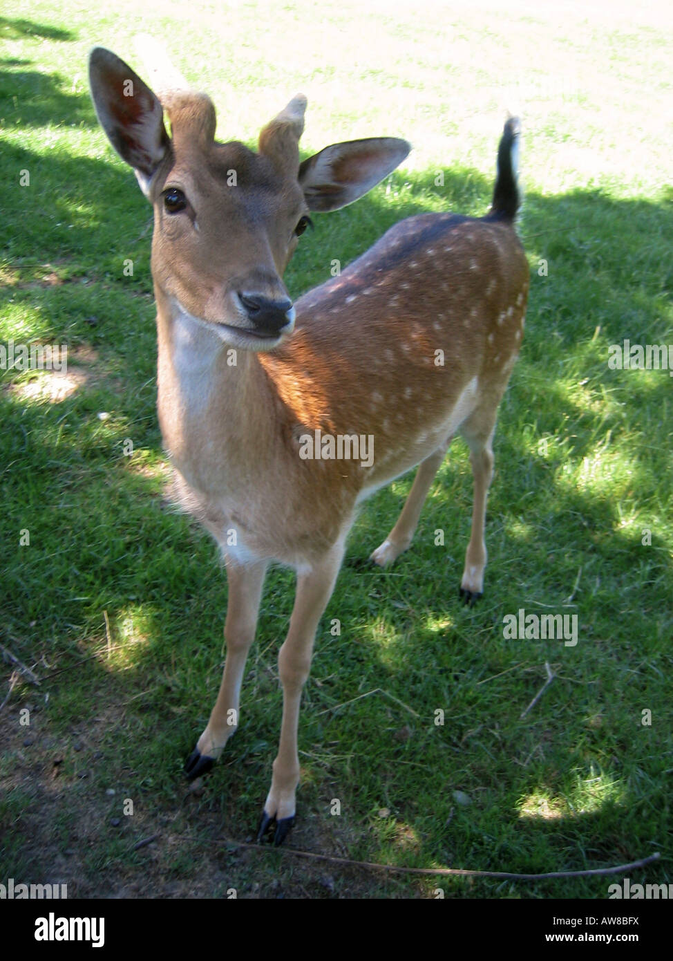 Young deer antelope bambi goat farm farming Stock Photo - Alamy