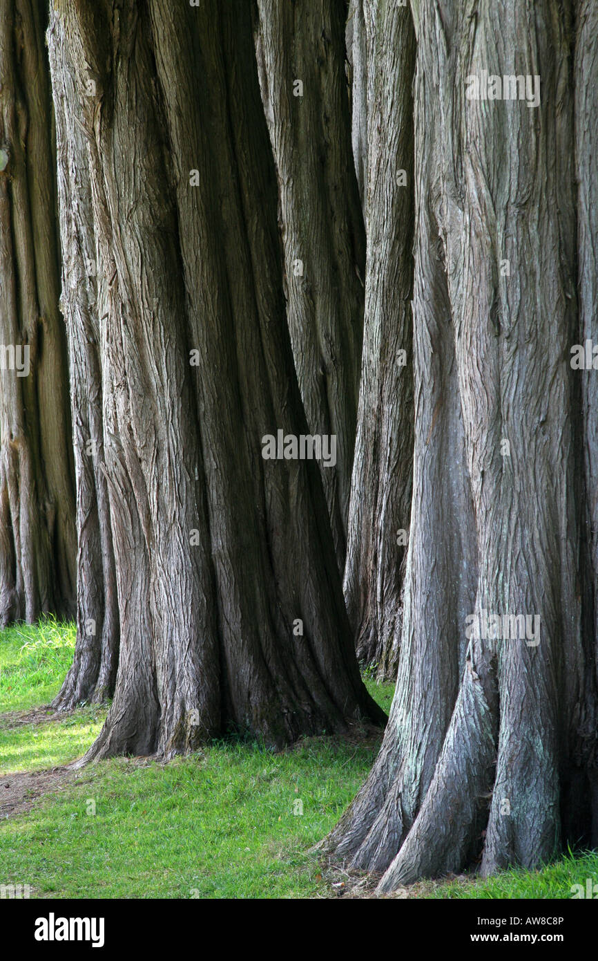 Conifer tree trunks hi-res stock photography and images - Alamy