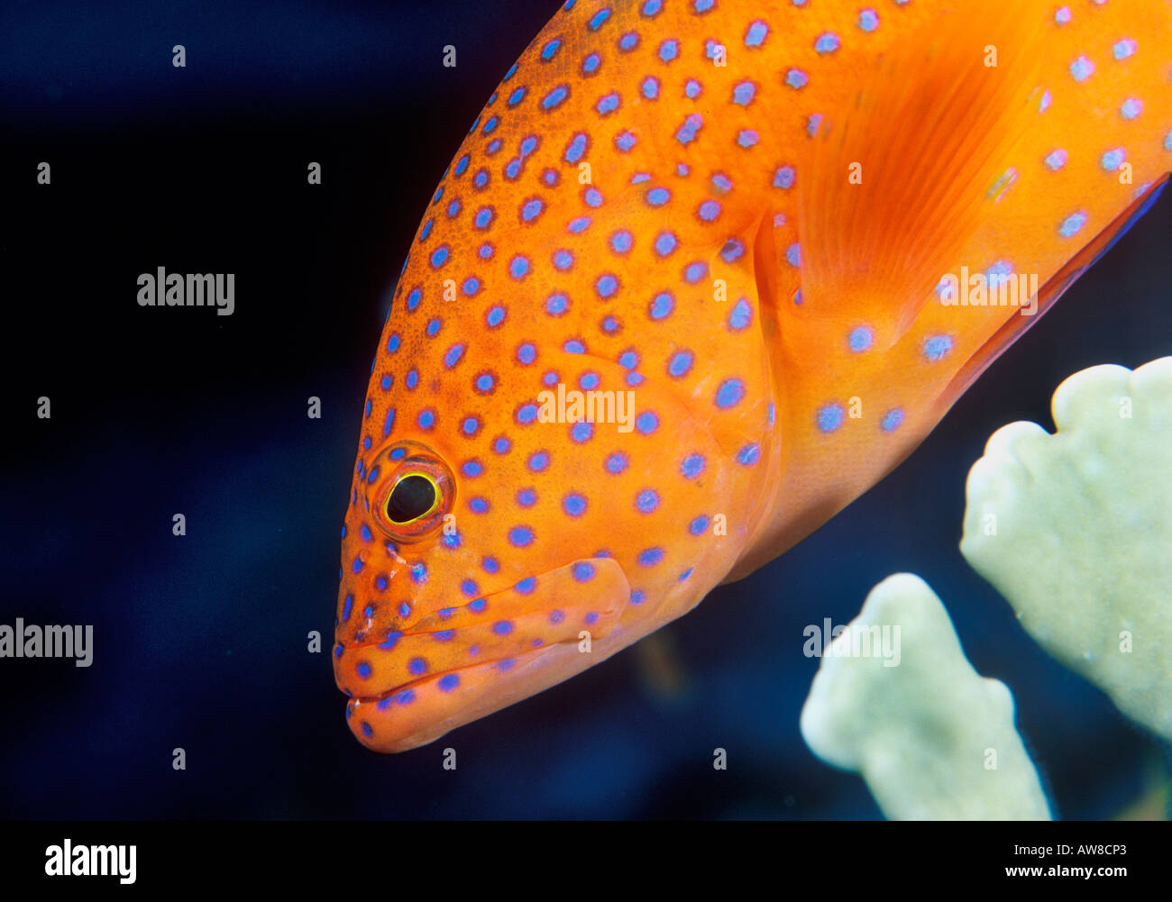 Miniatus Grouper High Resolution Stock Photography and Images - Alamy