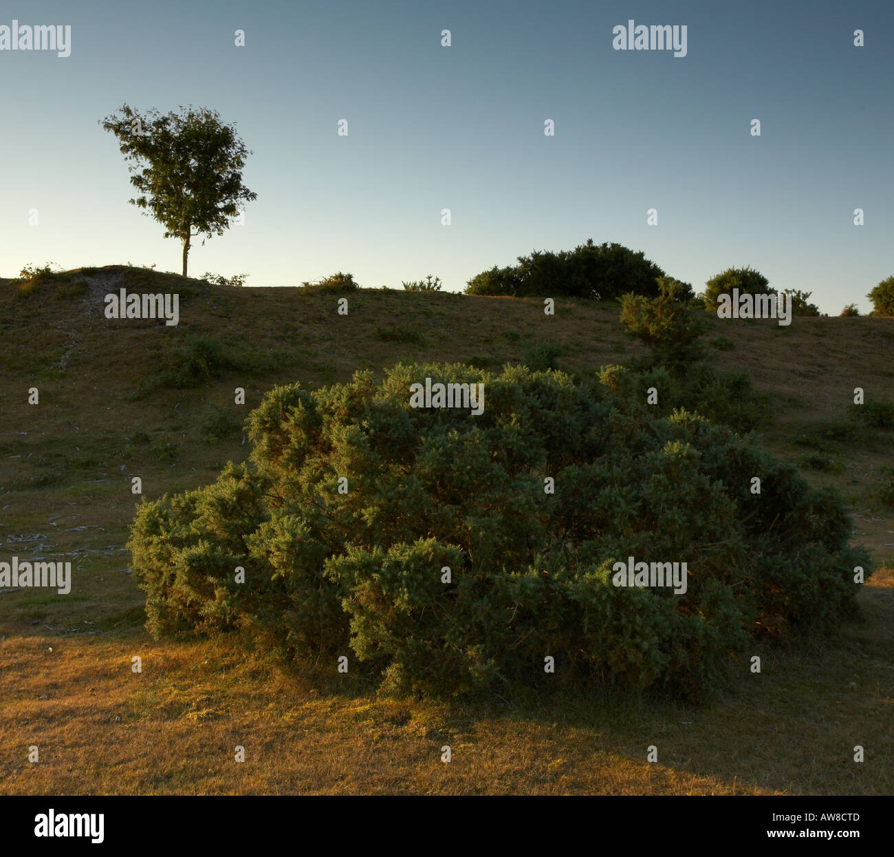 Gorse bush and Ash tree looking east Rockford Common New Forest ...
