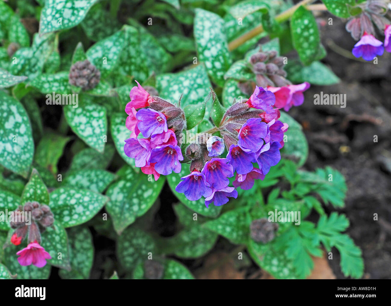 Red pulmonaria hi-res stock photography and images - Alamy