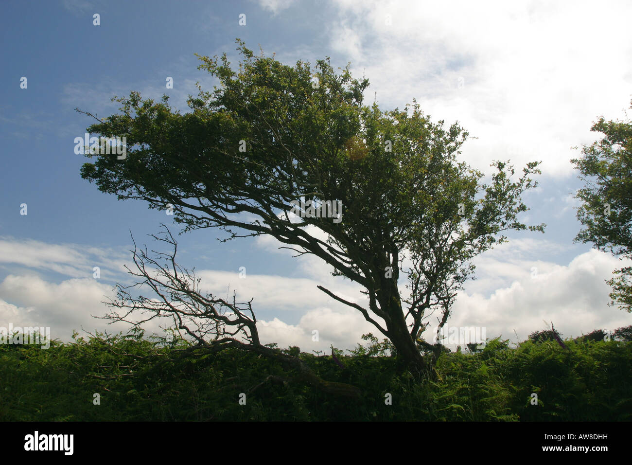 Wind swept tree in Pembrokeshire near the coast. The tree is leaning ...