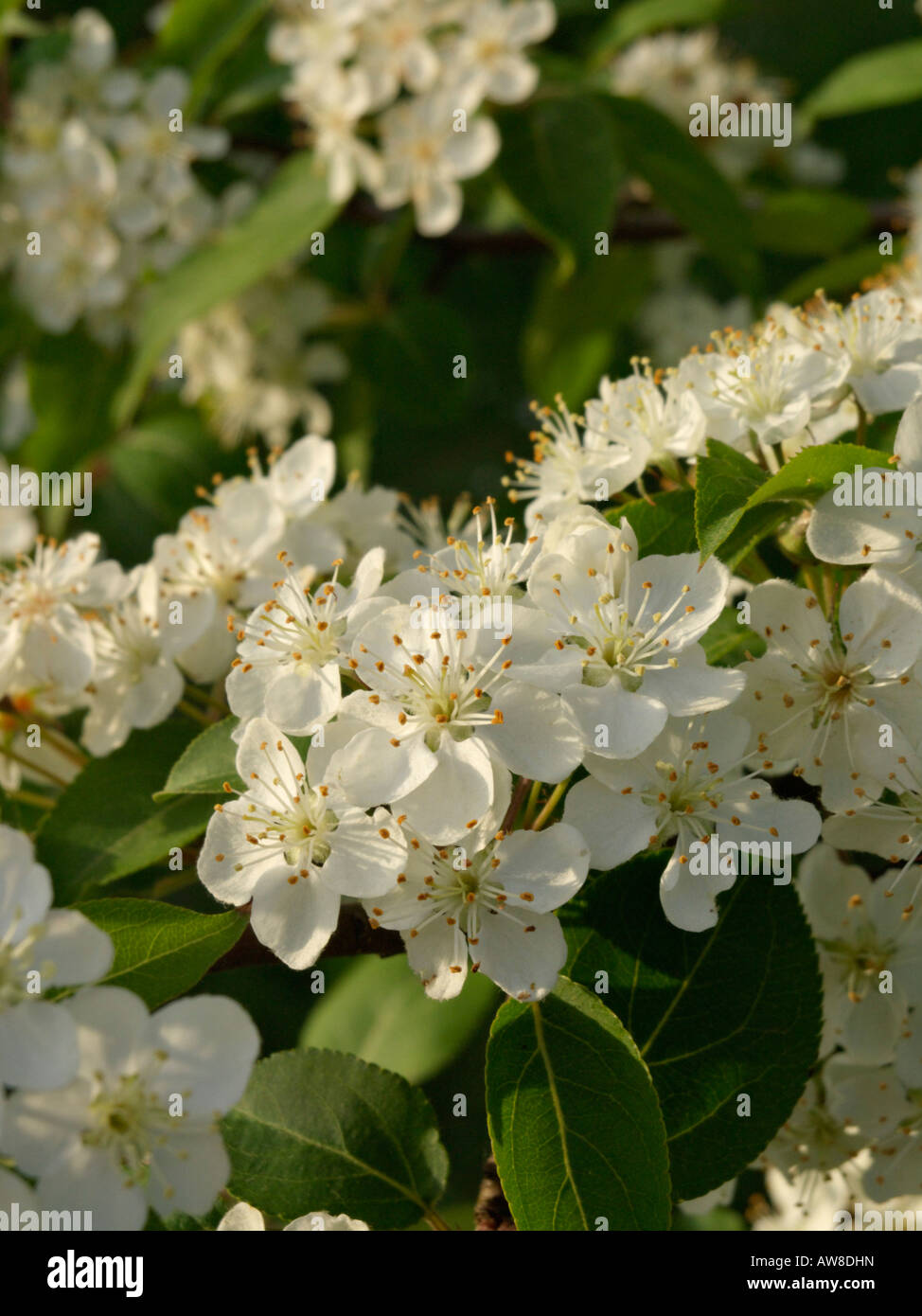 Kansu crab apple (Malus kansuensis Stock Photo - Alamy