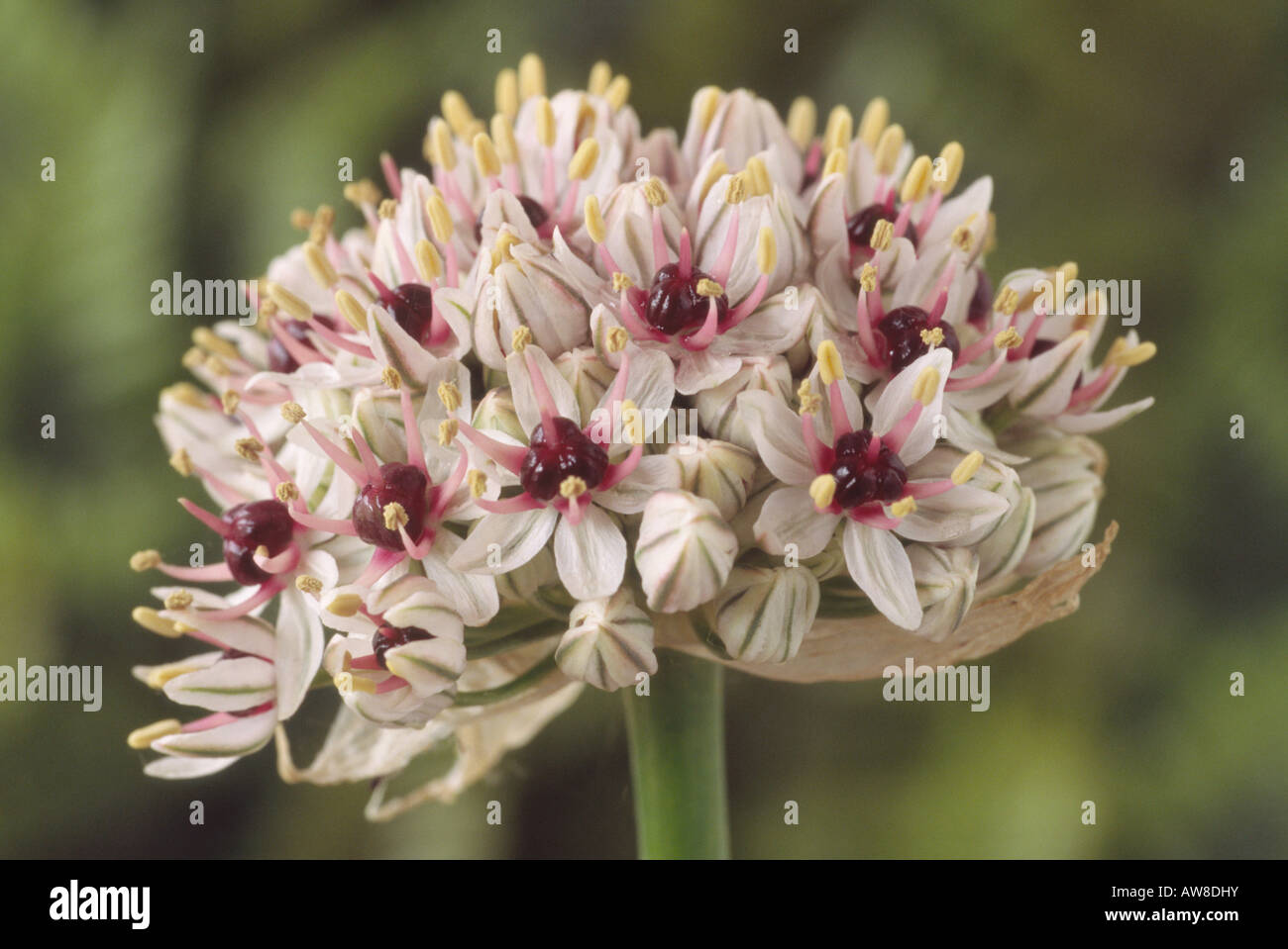 Silver spring hi-res stock photography and images - Alamy