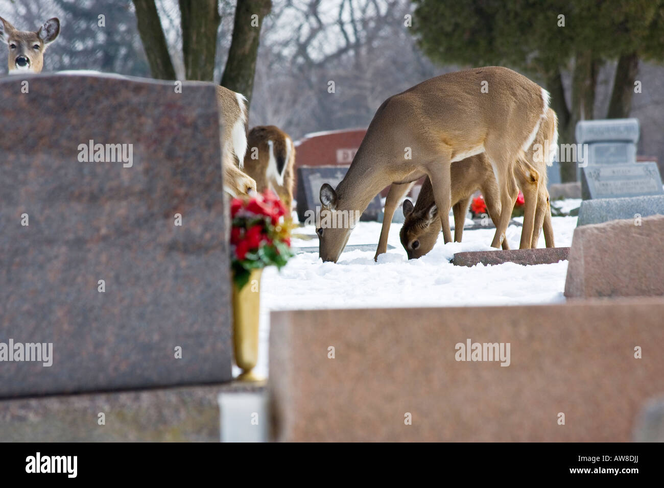 Deer hi res hi-res stock photography and images - Alamy
