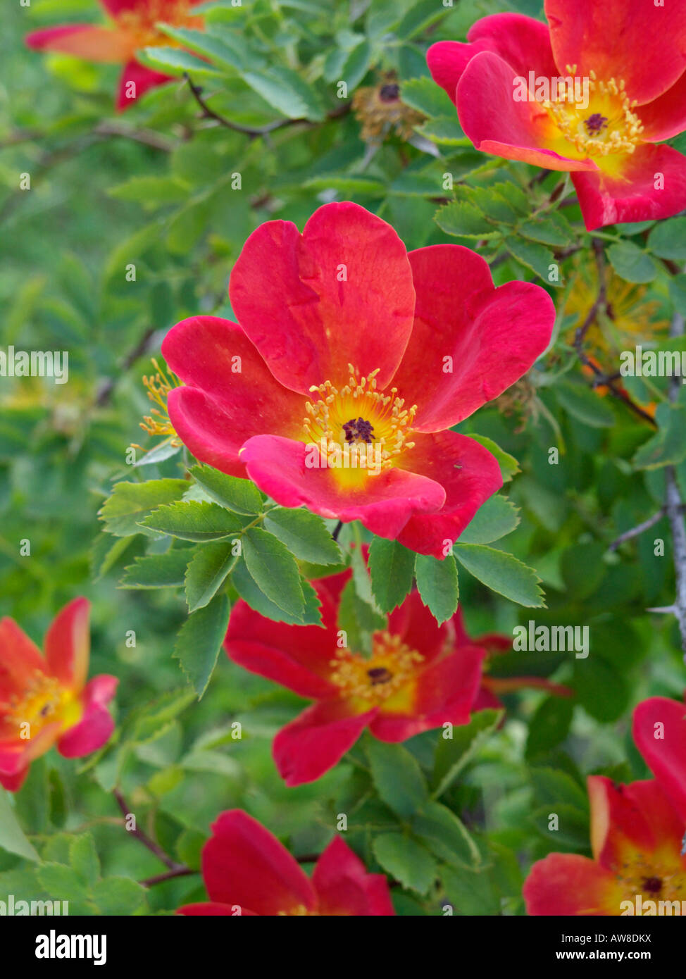 Austrian briar roses hi-res stock photography and images - Alamy