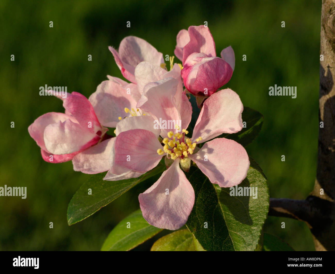 Micromalus hi-res stock photography and images - Alamy