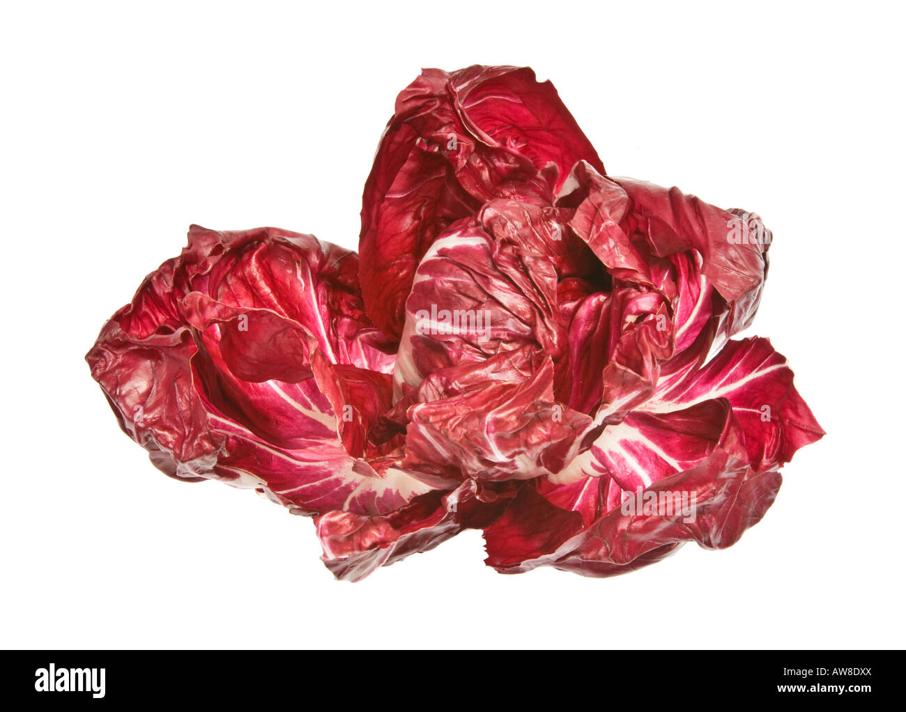 Radicchio red chicory Chicorée Cichorium intybus foliosum red chicory ...